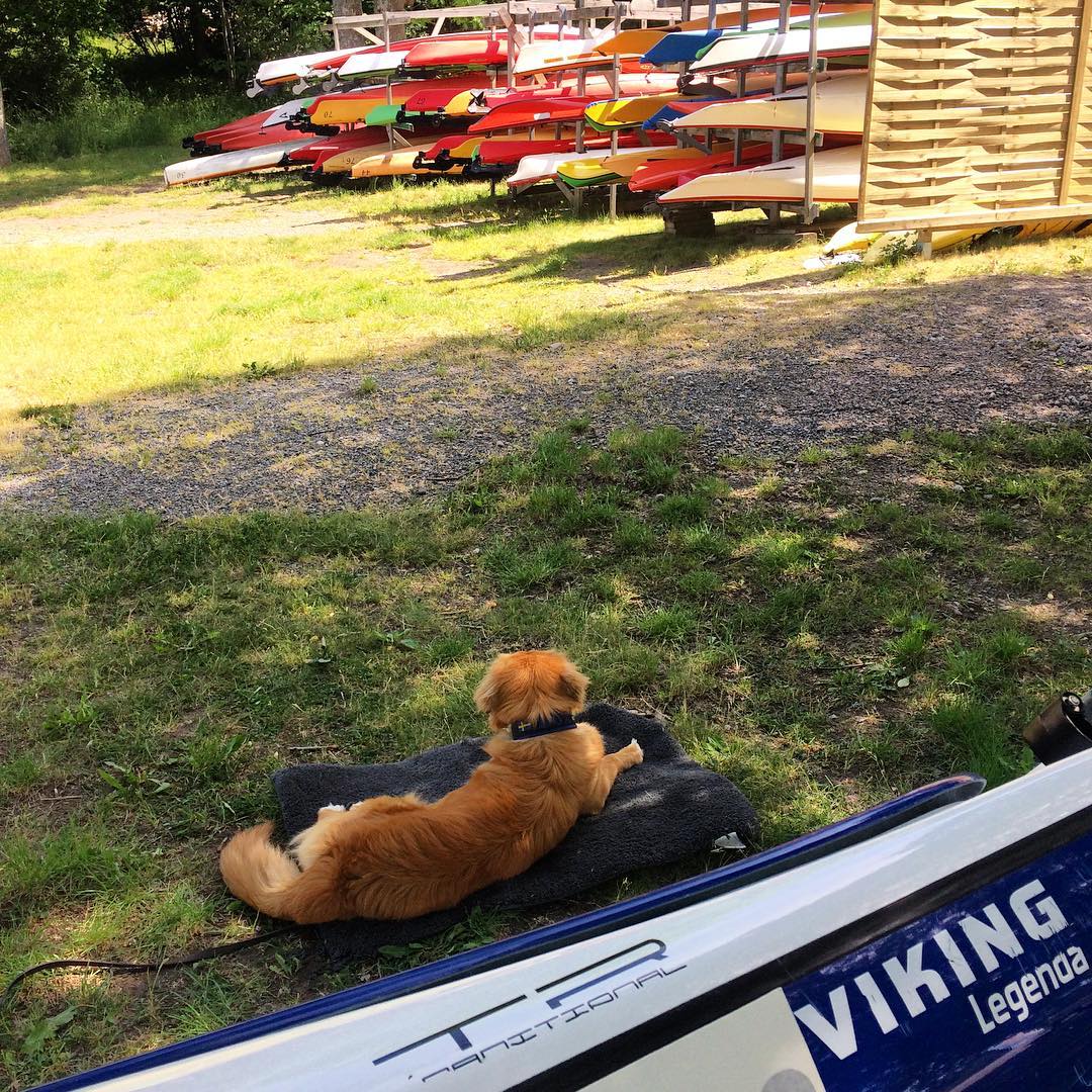 Paddla med hund - Kajak & Uteliv